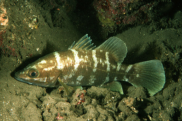 (Latidae Jordan, 1888) Семейство Латиды, Латовые, Латисовые, Латесовые ...